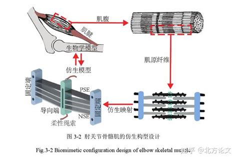 绳驱动仿人臂肘关节中仿骨肌系统变刚度的研究 知乎