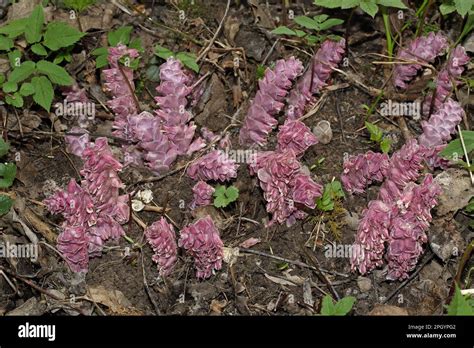 Common Scale Root Stock Photo Alamy