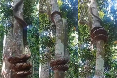 Viral Huge Python Wraps Around Tree To Climb It