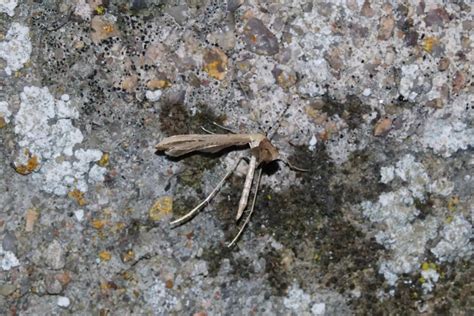 Emmelina Monodactyla