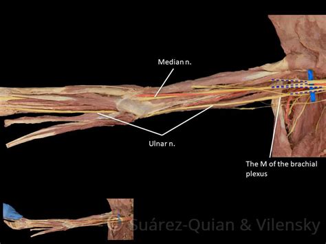 The Median Nerve Course Motor Sensory TeachMeAnatomy