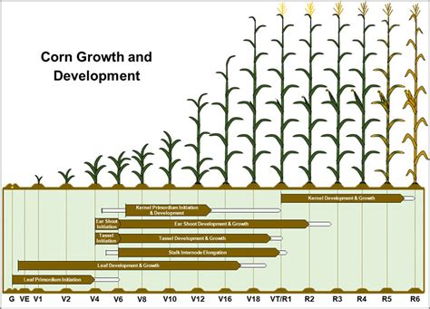 Corn Germination And Development Process About Dekalb