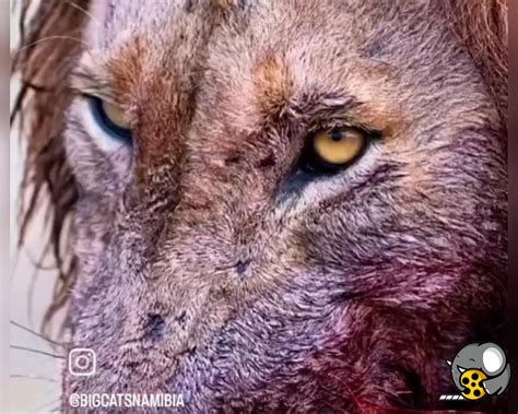 شیر سلطان جنگل های وحشی فیلو