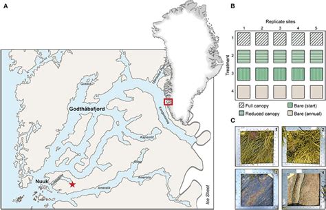 Canopy Forming Macroalgae Facilitate Recolonization Of Sub Arctic