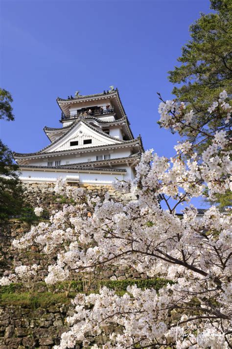高知県高知市の高知城の桜 3月31日分3 2。 風景写真家・西川貴之の気まぐれブログ