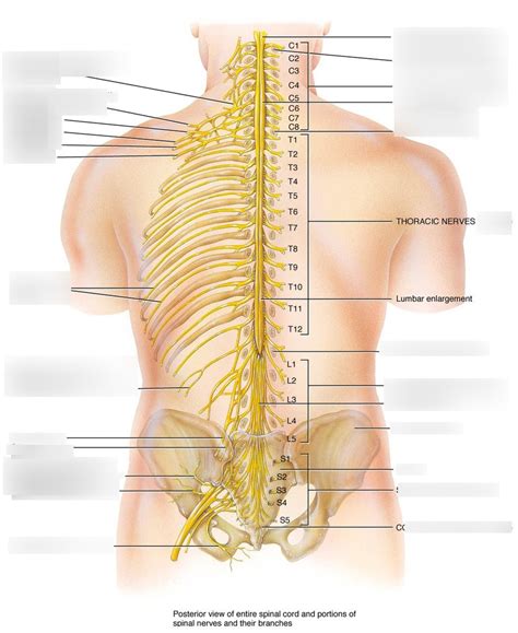 Plexuses Diagram Quizlet