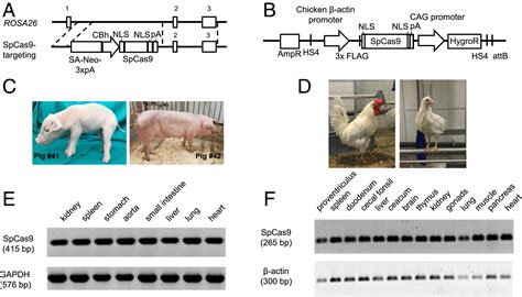 Genetically Modified Chicken Comparison