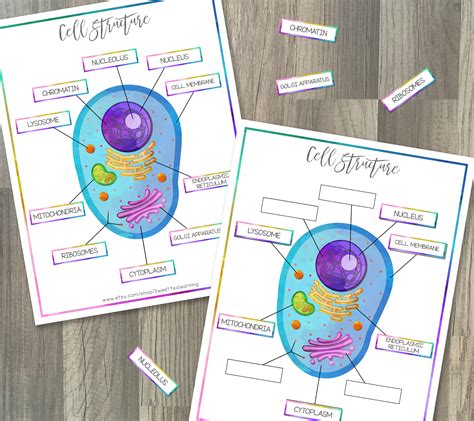 Cell Structure Labeling Sheet Science Biology Microbiology Etsy