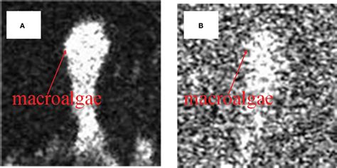 Figure 2 From A Simple Method For Estimating Macroalgae Area Under Clouds On Modis Imagery