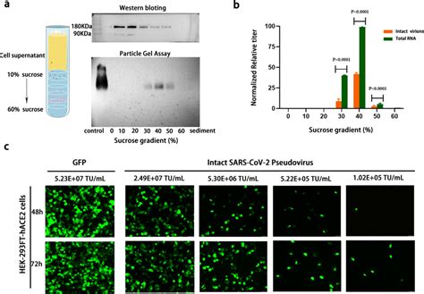 Detection Target Of Immune Molecular Method Is Only Intact Virus Download Scientific Diagram