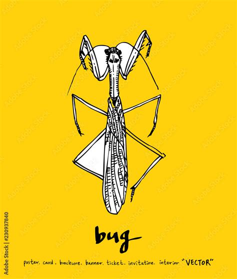 Vetor 곤충 일러스트 손으로 그린 곤충 스케치 Do Stock Adobe Stock