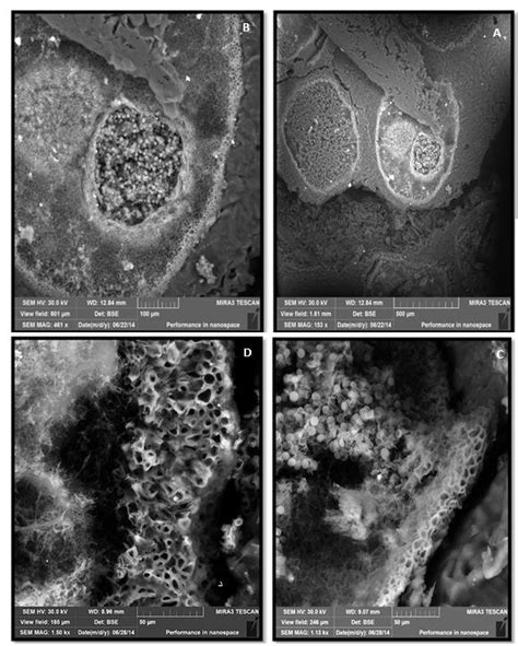 Scanning Electron Microscopy Sem A And B Cross Sections Of A