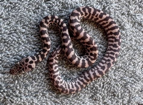 Stimsons Pythons Available Stimsons Pythons Available