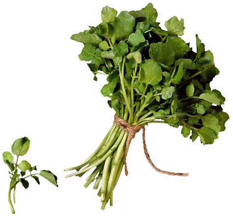 How To Grow Watercress In Water Guide