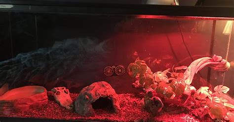 Our Ball Python Setup Album On Imgur