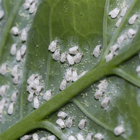 How To Get Rid Of Whiteflies Naturally