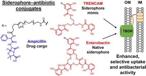 与天然和非天然三儿茶胆酸盐铁载体偶联可增强 β 内酰胺对革兰氏阴性细菌病原体的递送和抗菌活性 Journal Of The American Chemical Society X Mol