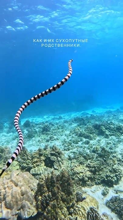 Самая ядовитая змея факты дайвинг Youtube