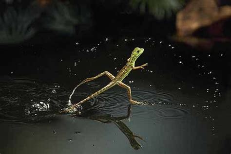 Basilisk Lizard Facts Anatomy Diet Habitat Behavior Basilisk Lizard Facts Anatomy Diet Habitat Behavior