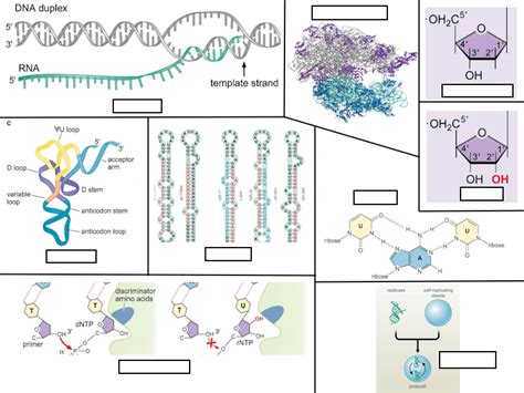 Structure Of RNA Exam I Diagram Quizlet