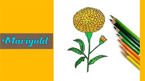 Marigold Drawing Easily গাঁদা ফুল আঁকা সহজভাবে How To Draw Marigold Flower Youtube