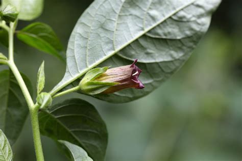 A Guide To Australias Most Poisonous Plants Ultimate Backyard