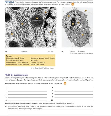 Solved Figure 55 Transmission Electron Micrographs Of Cellular
