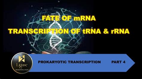 Csir Net Processing Of Mrna And Transcription Of Trna And Rrna