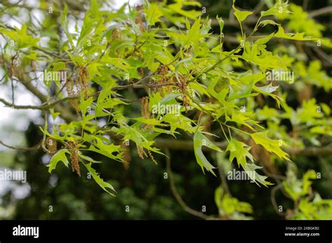 Close Up Leaves Of A Quercus Ellipsoidalis Tree At Amsterdam The Netherlands 6 5 2024 Stock
