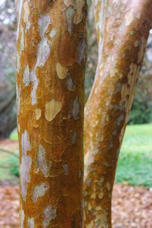 Trees With Ornamental Bark