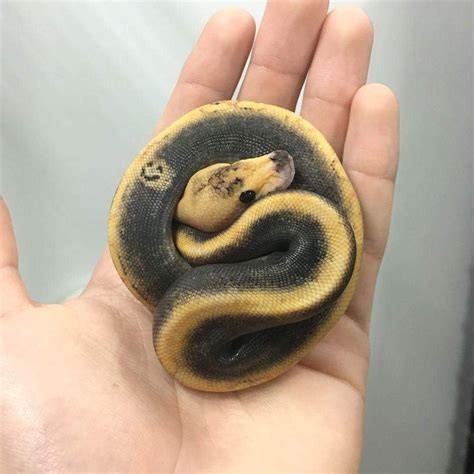 This Ball Python Is Sporting A Smiley Face Pareidolia