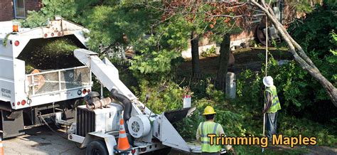 Tree Removal Services In Greater Vancouver BC Tree People Certified Arborists