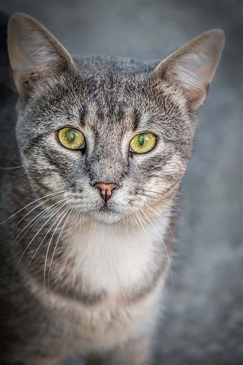 무료 사진 줄무늬 고양이 눈 녹색 노란 코 세로 머리 호기심 보고 머리 귀여운