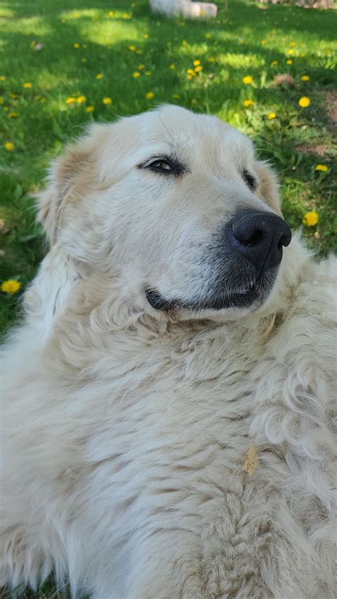 Ms Tinker Reyebleach