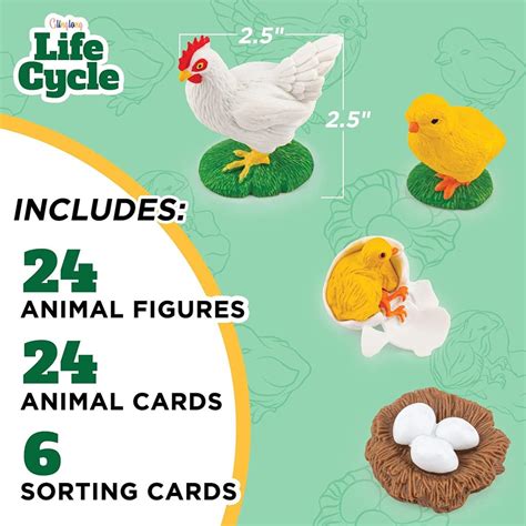 Life Cycle Model Kit Donated By Katie Jablin Haswell Alumni