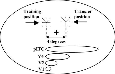 Translation Invariance Vs Position Specificity Of Learning Distance Download Scientific