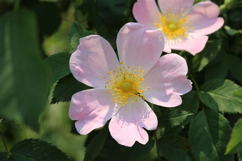 꽃이 핀 분홍색 에글란틴 꽃의 클로즈업 · 무료 스톡 사진