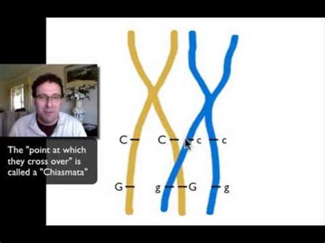 Dihybrid Crosses And Linked Genes Mov YouTube