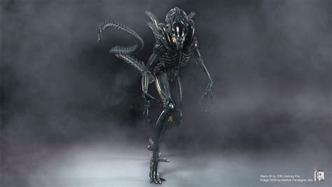 Xenomorph Wallpapers Wallpaper Cave