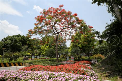 1500绣球花 1000百子莲盛放超震撼 佛山