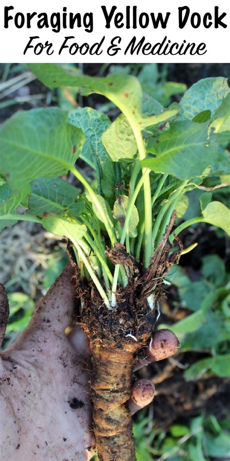 Foraging Yellow Dock Curly Dock And Other Rumex Sp — Practical Self