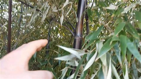 울산 태화강 국가정원의 검은 대나무오죽 Youtube