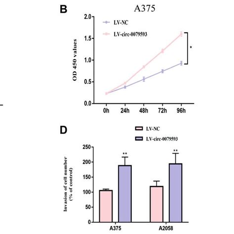 Overexpression Of Circ 0079593 Promotes Melanoma Cell Proliferation Download Scientific