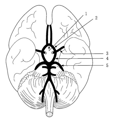 脳を栄養する血管 （内頸動脈系・椎骨 脳底動脈系）の支配領域と覚え方 合格！ptot国家試験完全解説ブログ