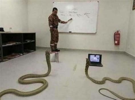 Shhh The Eels Are In School Right Now R Splatoon