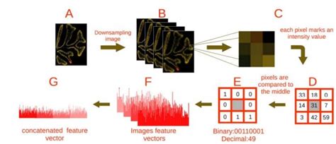 LBP Operator Calculation Download Scientific Diagram