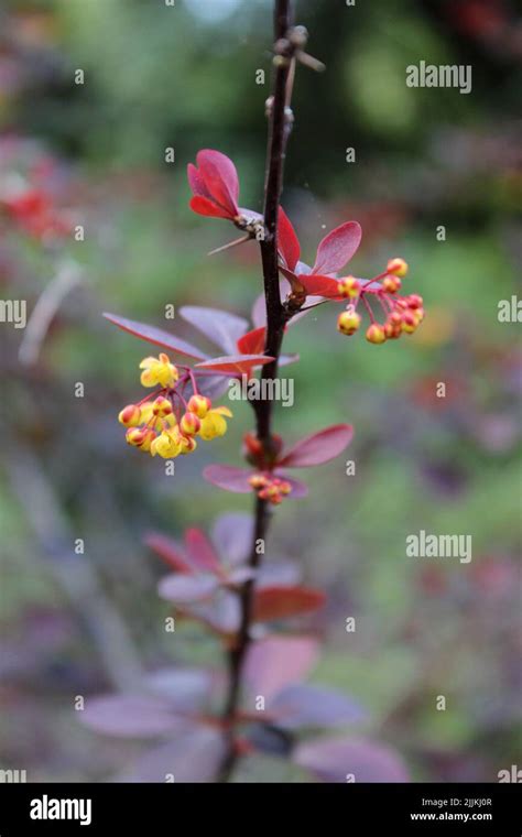 A Vertical Closeup Shot Of The Japanese Barberry Plant Growing In The