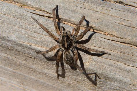 Wolf Spiders Close Up
