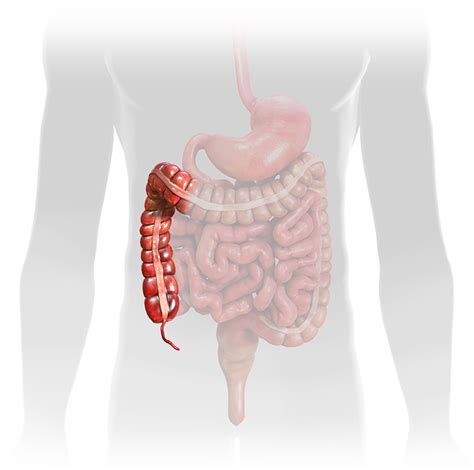 Gi Tract Guide Crohns And Colitis Foundation