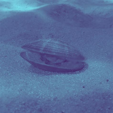 I Ask Half A Bivalve Shell Some Questions But End Up Answering The Questions Myself By Jane Burn